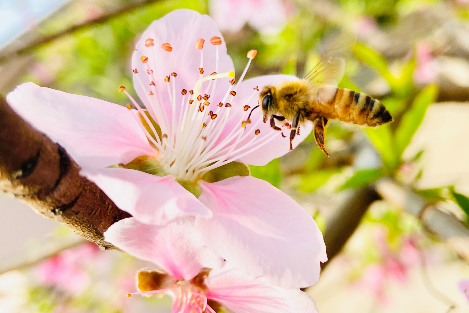 Honey Saves Hives: How to help save the bees during National Honey ...