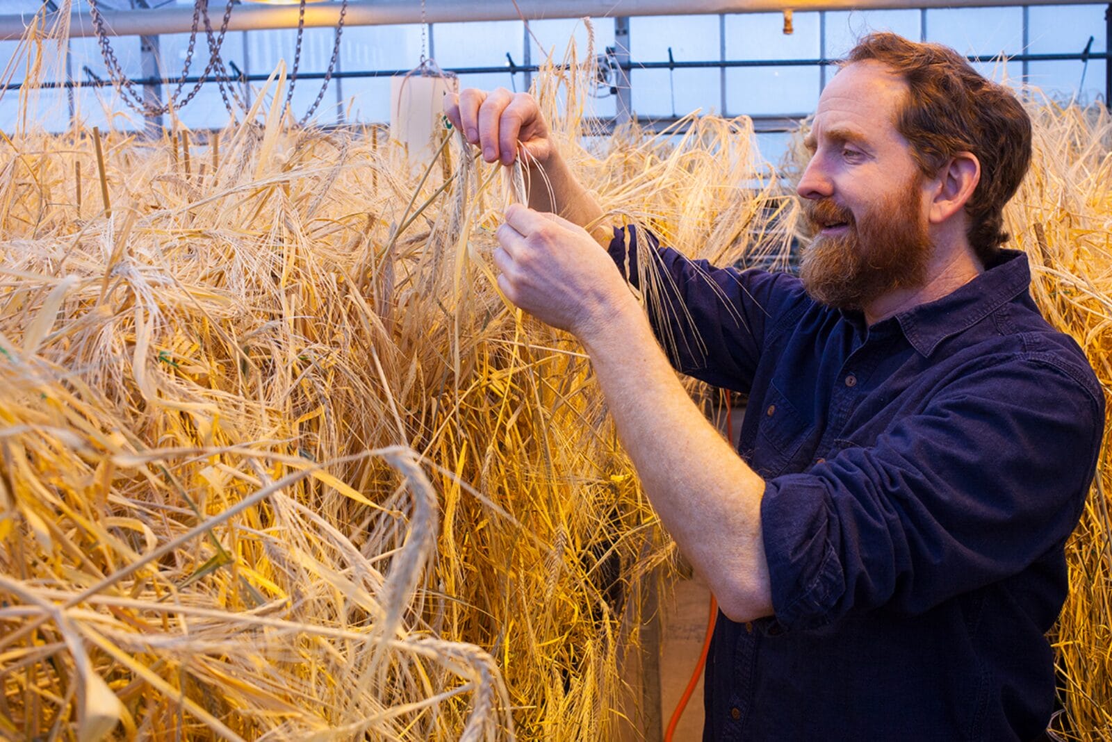 WSU Breadlab appoints Kevin Murphy as endowed chair - Commercial Baking